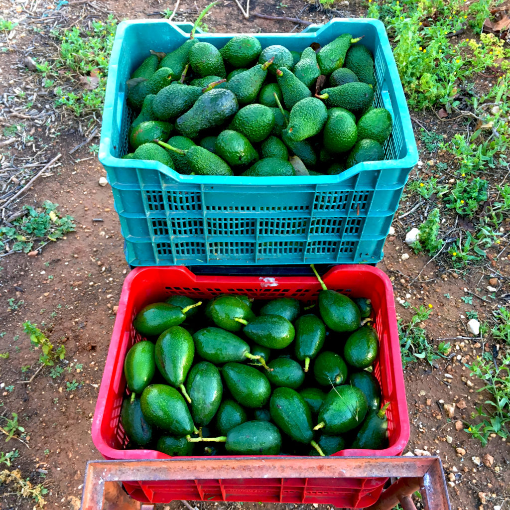 Aguacate Bacon de Valencia - Aguacates de la terreta - Aguacate bacon ...