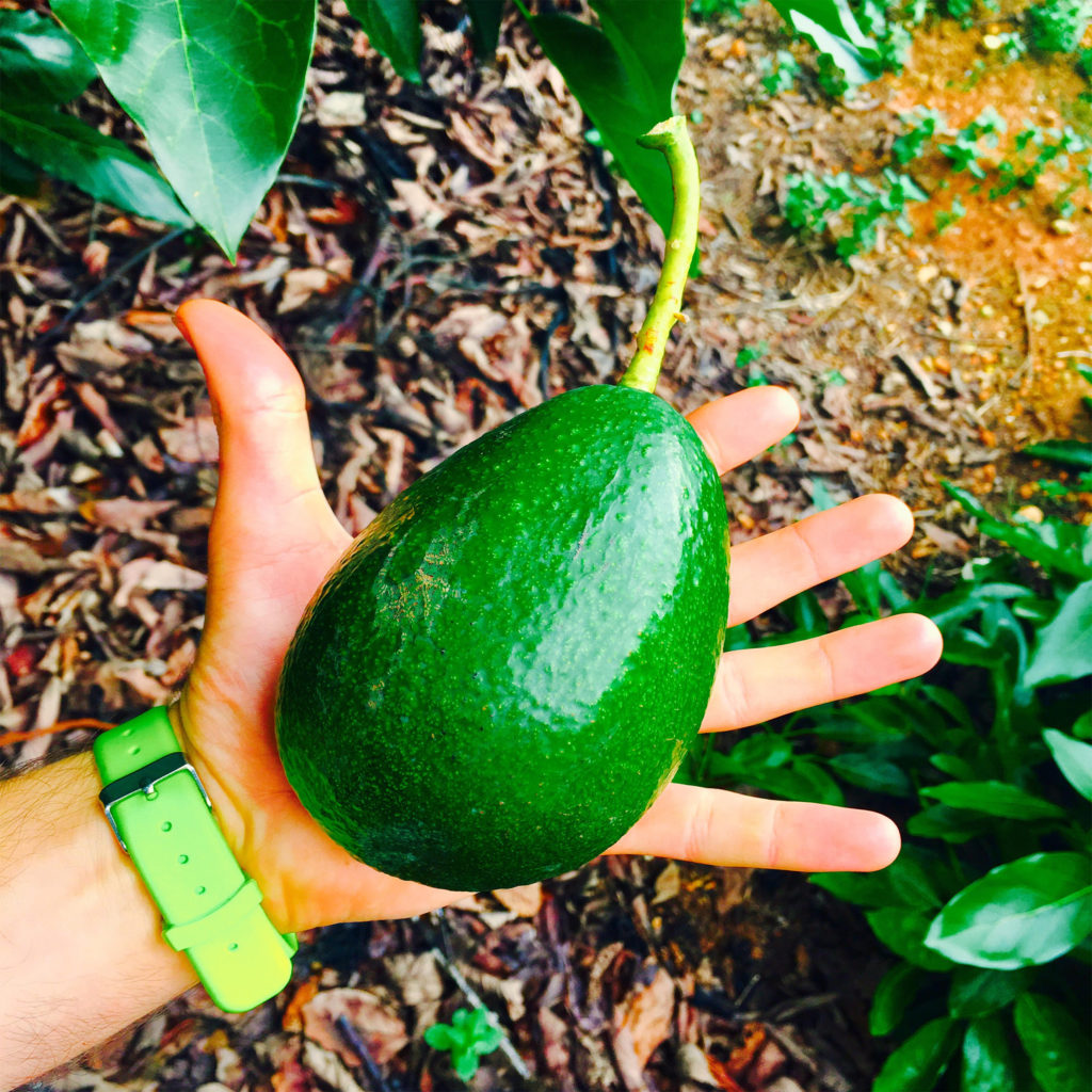Aguacate Bacon de Valencia • Aguacates de la terreta • Aguacate bacon ...